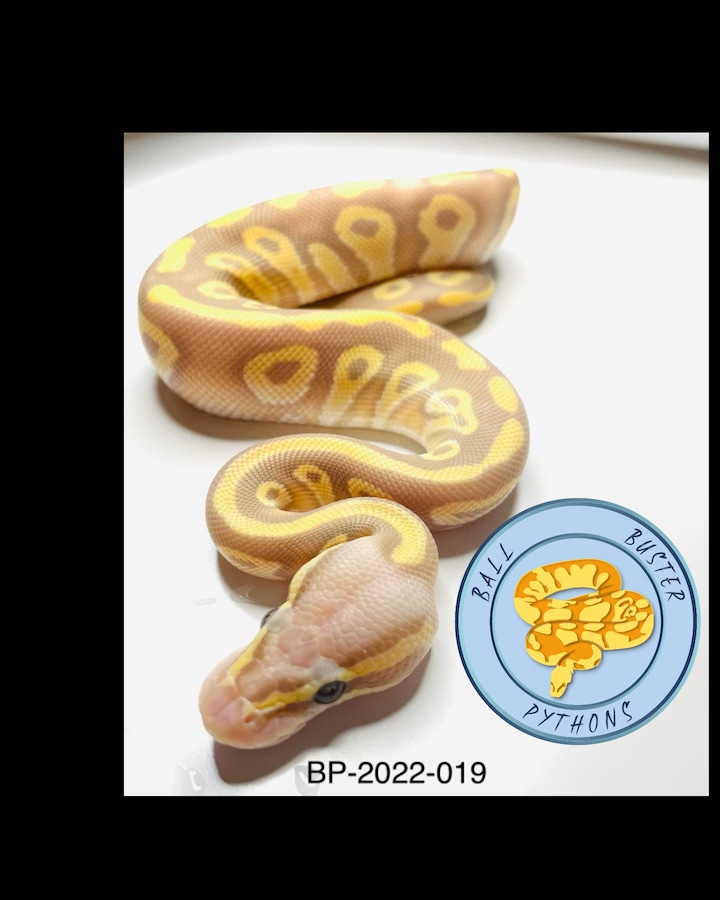 Banana Phantom Pastel 100% Het Clown 50% Het Ghost Ball Python by Ball ...