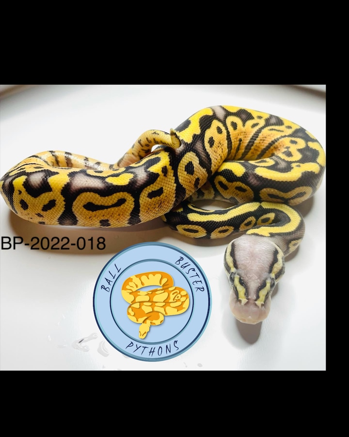 Super Pastel 100% Het Clown 50% Het Ghost Ball Python by Ball Buster ...