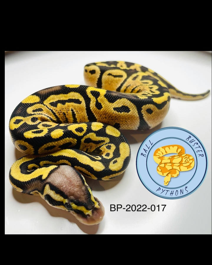 Pastel 100% Het Clown 50% Het Ghost Ball Python by Ball Buster Pythons ...