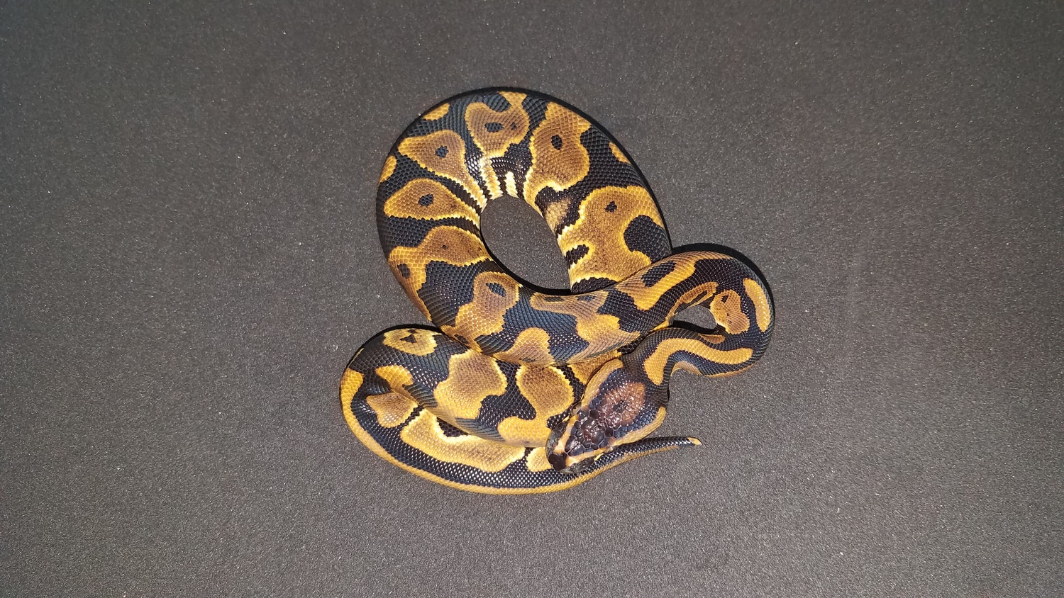 Leopard 50% Het Tsk Axanthic Ball Python by MOSA Exotics - MorphMarket