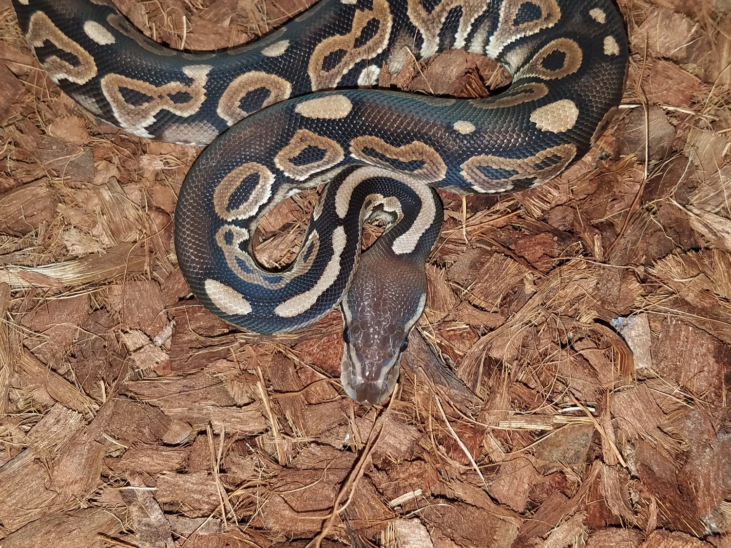 Cinnamon Het Ultramel Ball Python by MOSA Exotics - MorphMarket