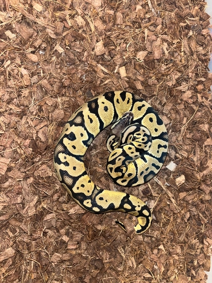 Pastel Ball Python by MOSA Exotics
