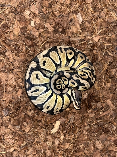 Pastel Ball Python by MOSA Exotics