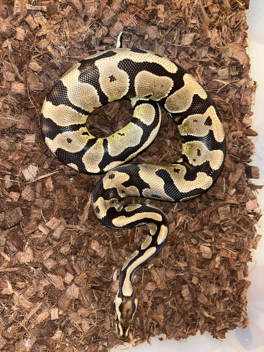 Leopard Fire Ball Python by MOSA Exotics - MorphMarket
