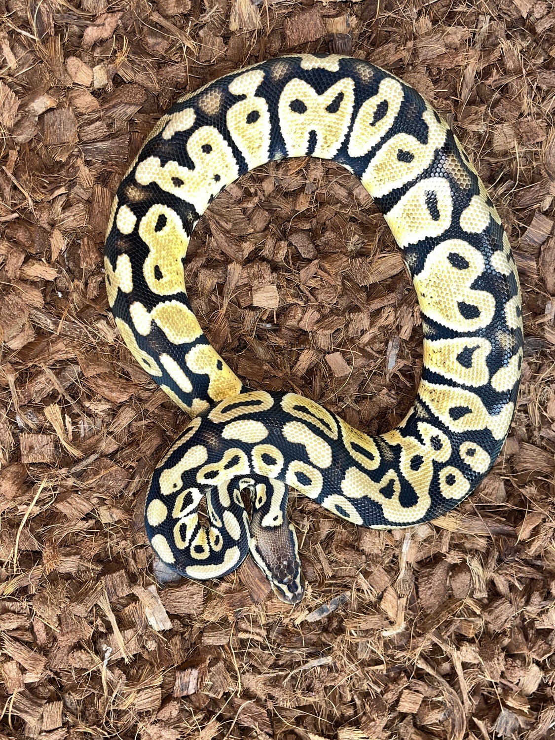 Pastel Spotnose Ball Python by MOSA Exotics - MorphMarket