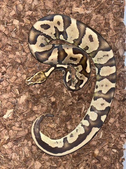 Leopard Fire Het Ultramel Ball Python by MOSA Exotics