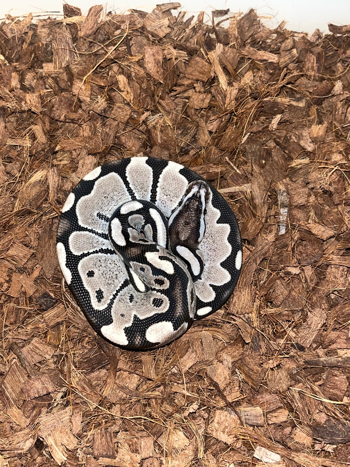 Fire TSK Axanthic Ball Python by MOSA Exotics - MorphMarket