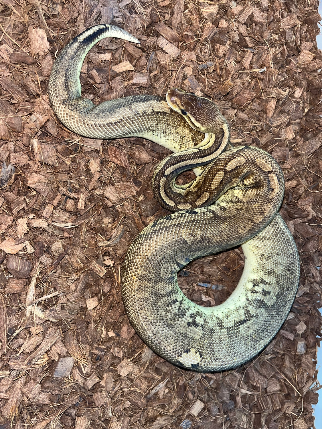 Cinnamon Pastel Paradox 50% Het Pied 50% Het Albino Ball Python by MOSA ...
