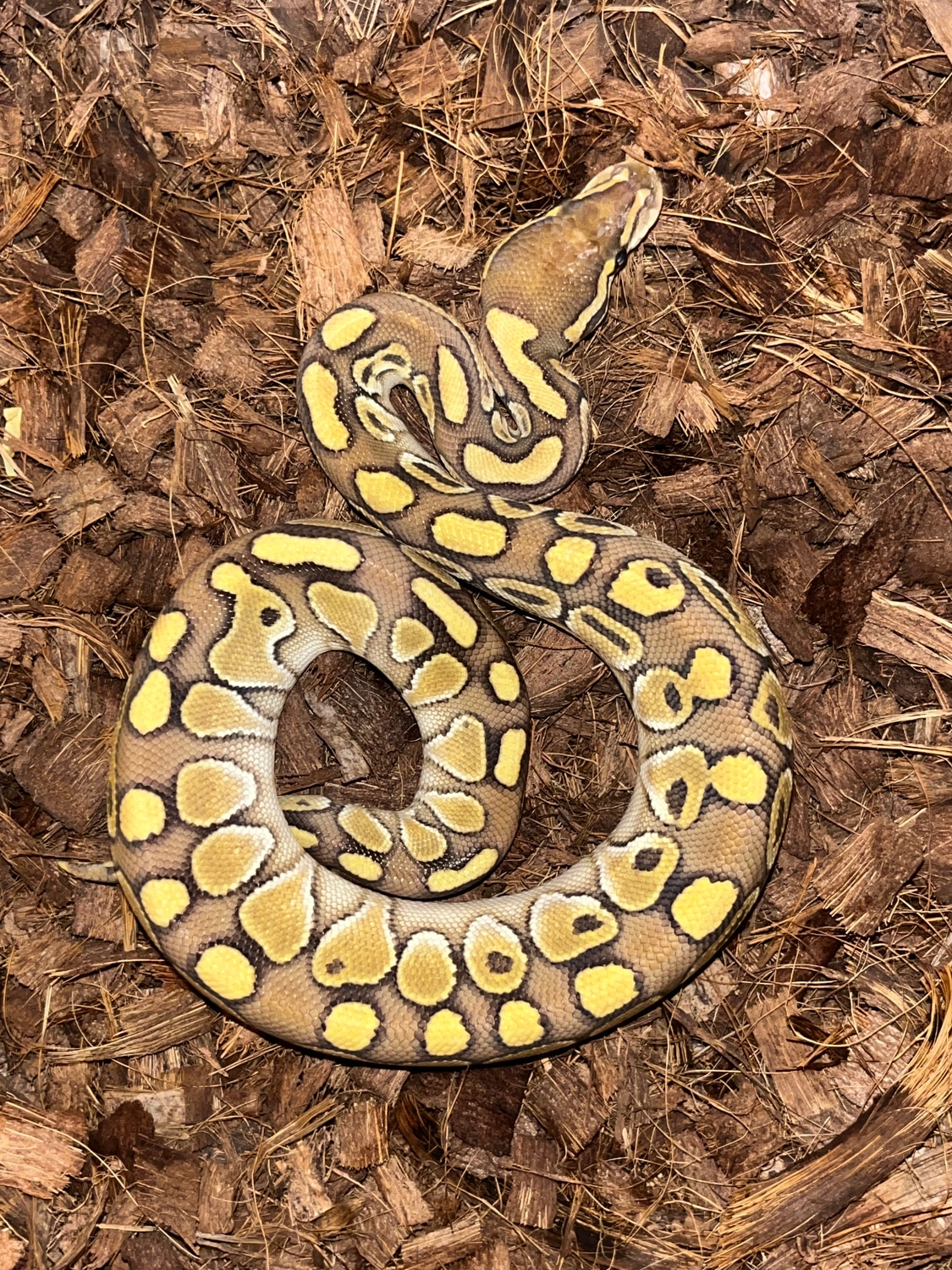 Lesser Ball Python by MOSA Exotics - MorphMarket