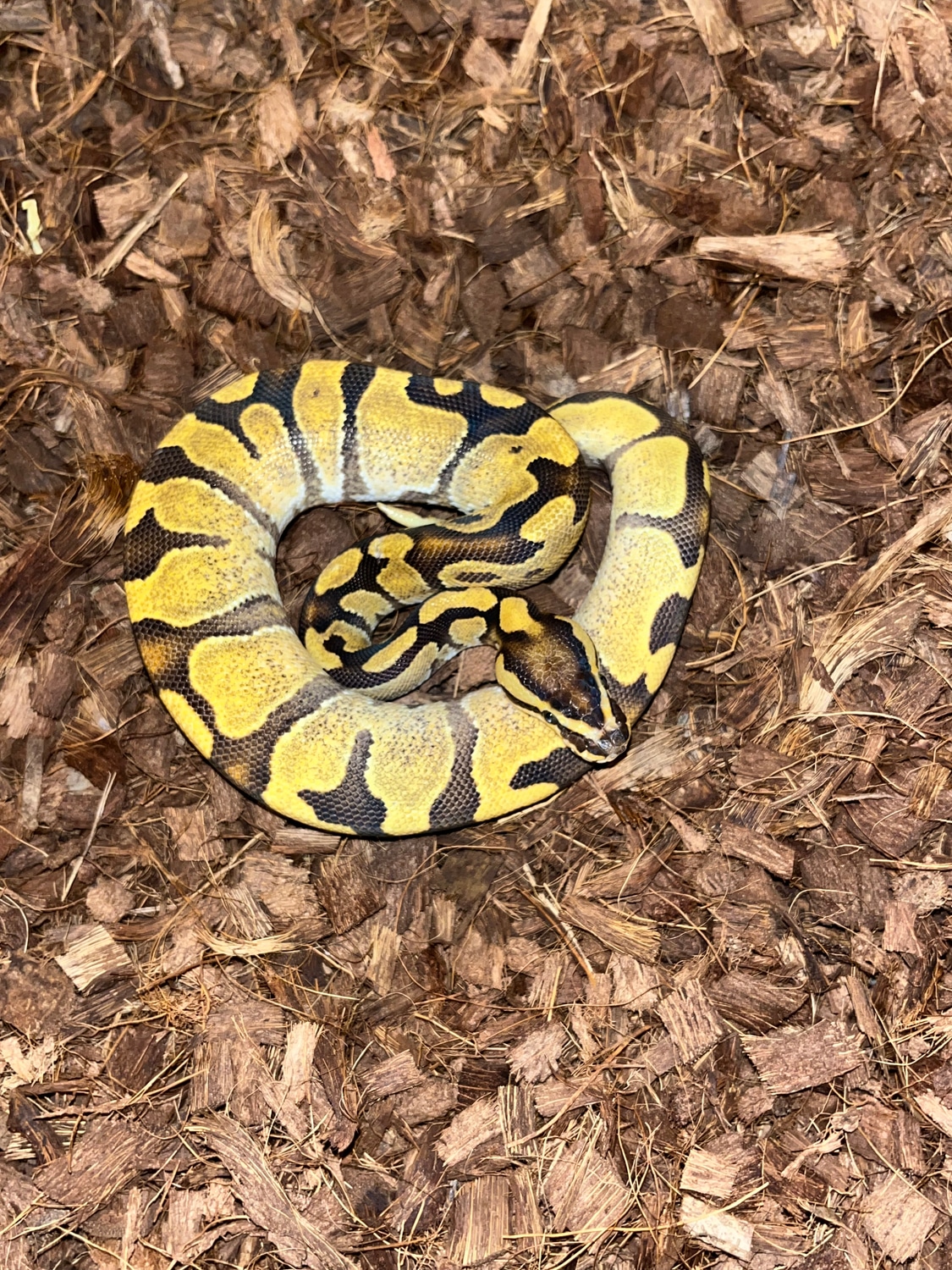 Fire Enchi Het TSK Axanthic Ball Python by MOSA Exotics - MorphMarket