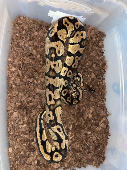 Pastel DH Albino Pied Ball Python by MOSA Exotics