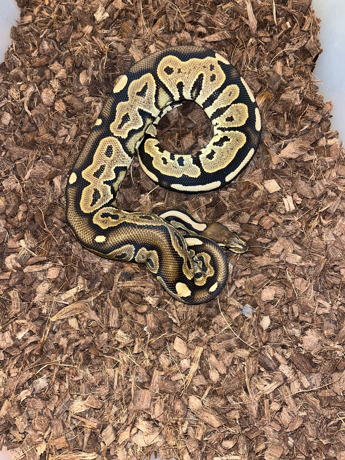 Cinnamon Het Ultramel Ball Python by MOSA Exotics - MorphMarket