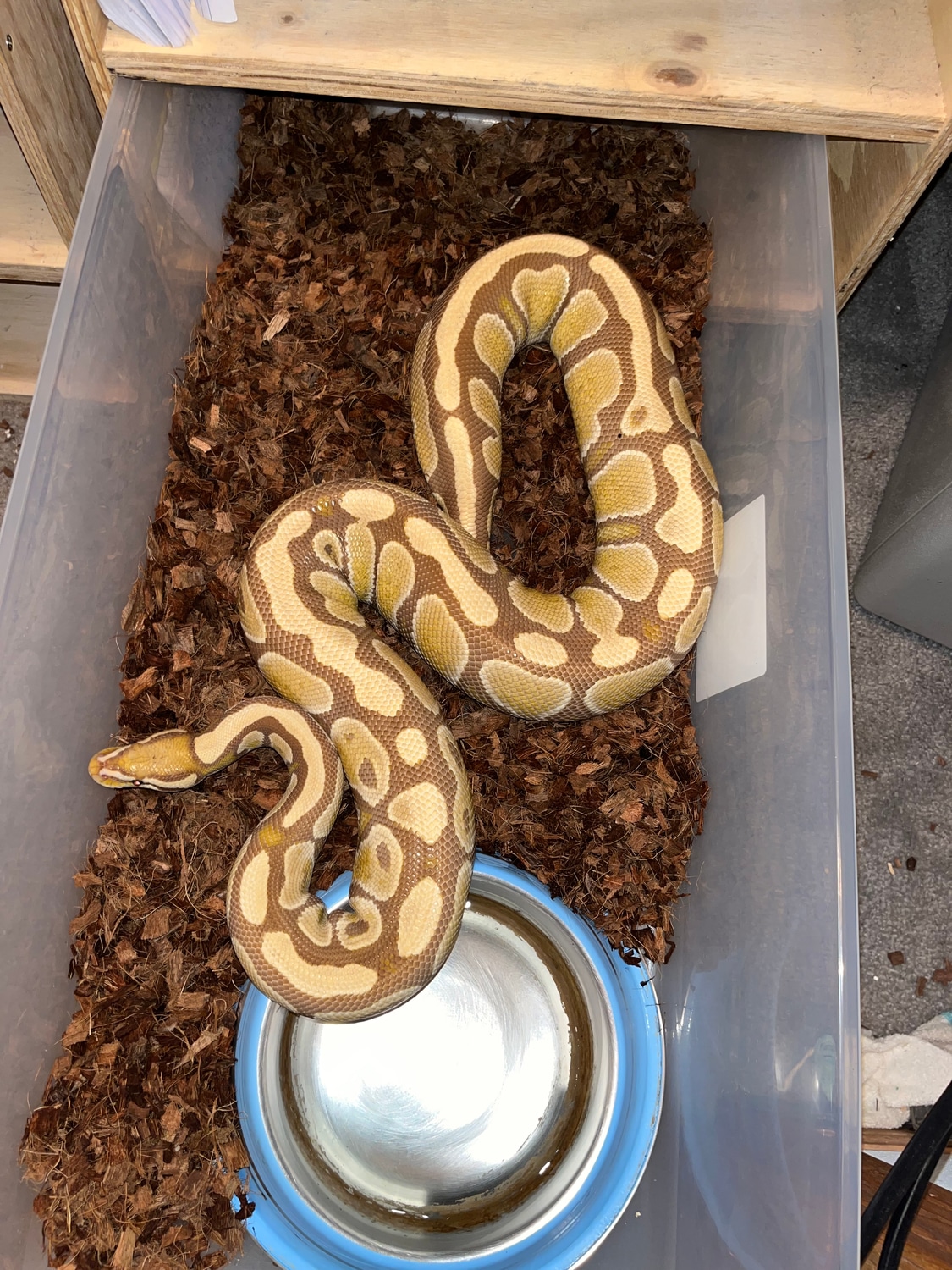 Ultramel Ball Python by MOSA Exotics - MorphMarket