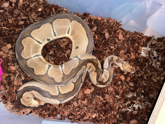 Blade Clown Ball Python by MOSA Exotics
