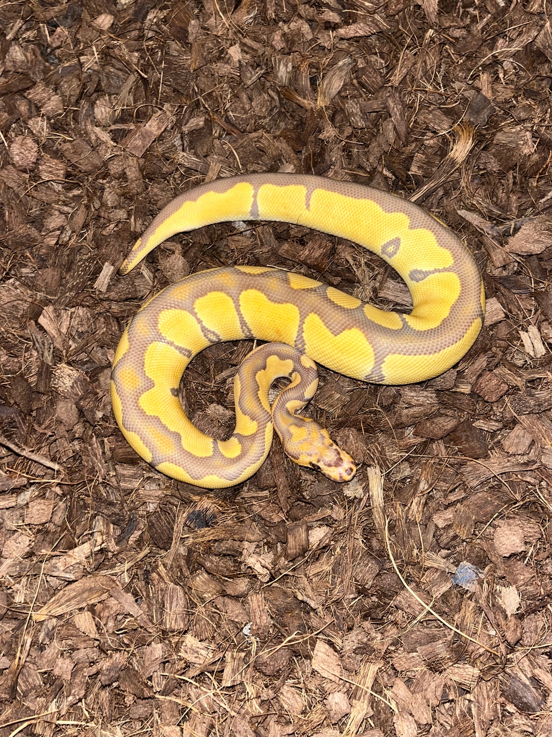 MOSA Exotics's Collection - MorphMarket