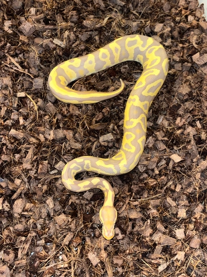 Leopard Fire Ultramel Ball Python by MOSA Exotics