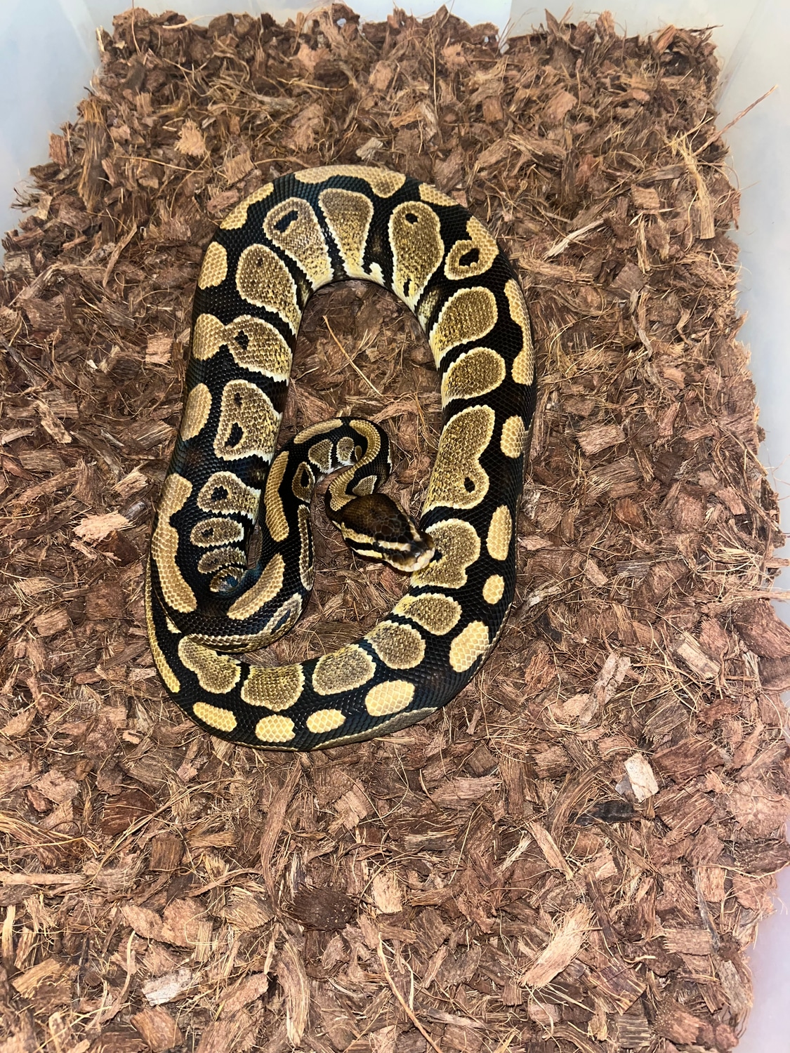 50% Het Pied 50% Het Albino 50% Het TSK Axanthic Ball Python by MOSA ...