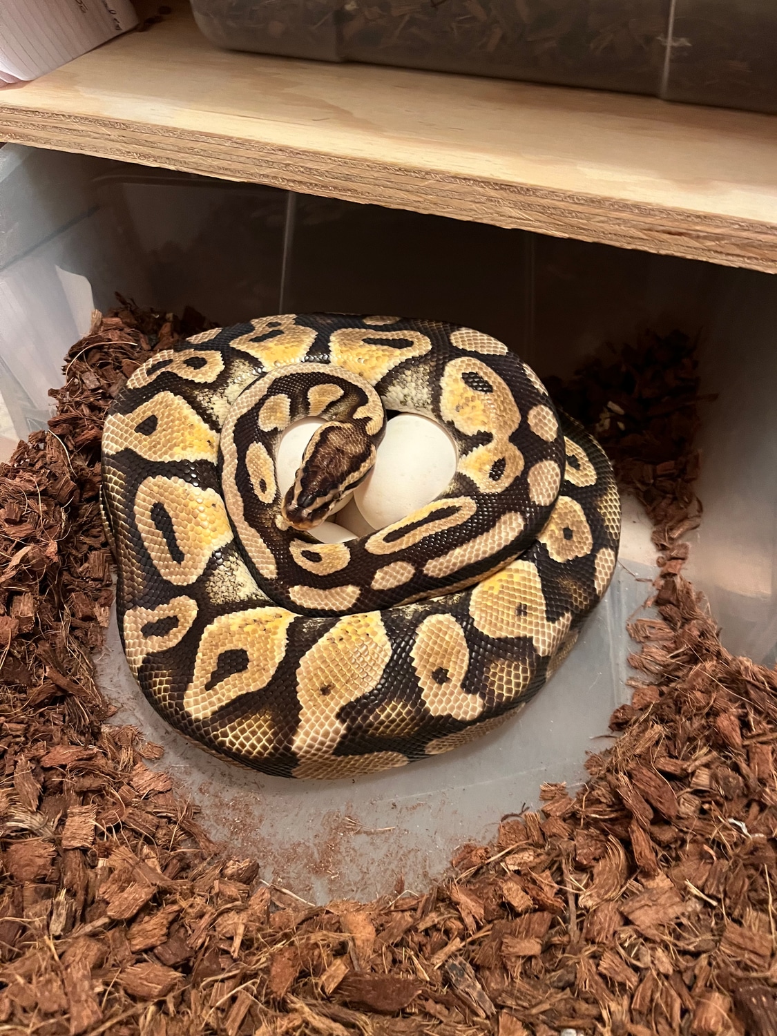 Ball Python Clutch: 23.6.3 by MOSA Exotics - MorphMarket