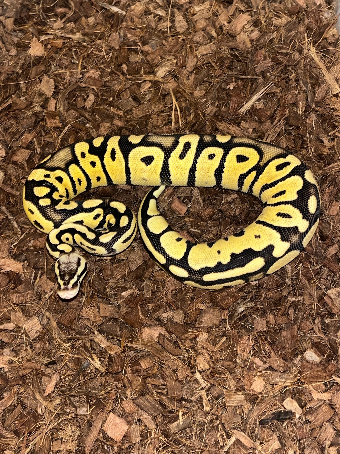 Pastel Fire Het TSK Axanthic Poss Enchi Ball Python by MOSA Exotics - MorphMarket