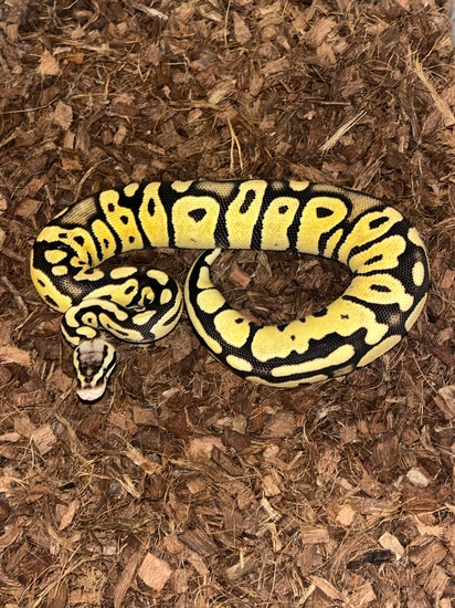 Pastel Fire Het TSK Axanthic Poss Enchi Ball Python by MOSA Exotics