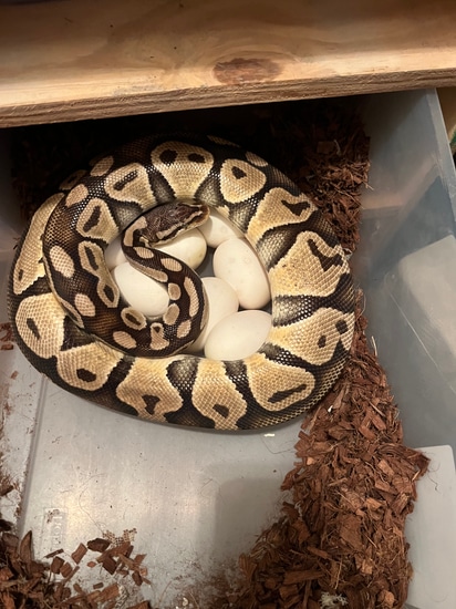 Pastel Ball Python by MOSA Exotics