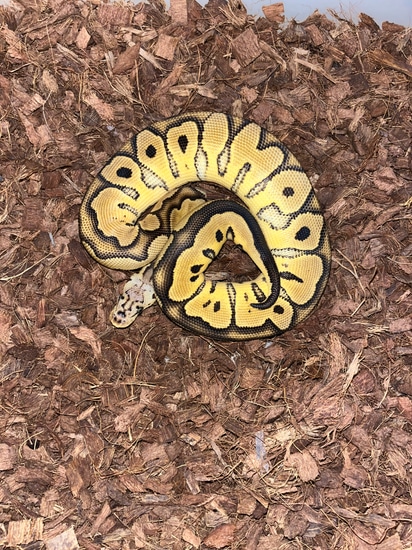 Pastel Clown Poss Blade Het Ultramel Ball Python by MOSA Exotics