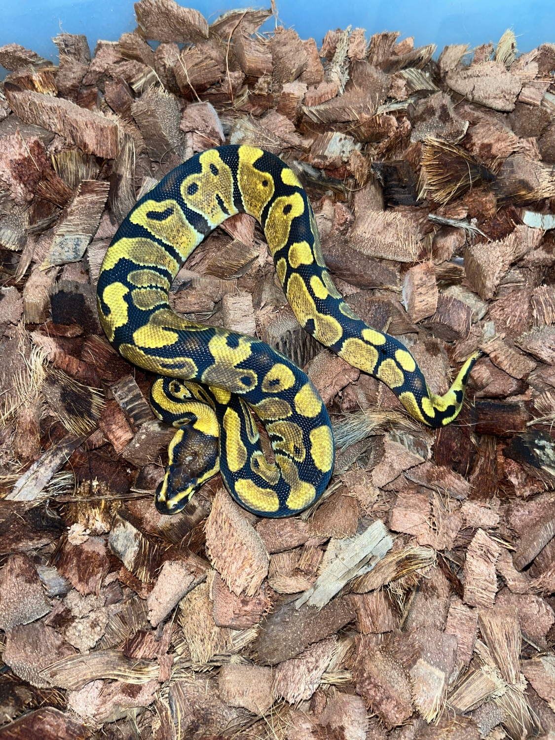 Enchi Het Desert Ghost 50% Het Clown Ball Python by MOSA Exotics - MorphMarket