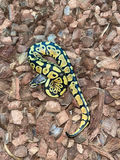 Pastel Het Desert Ghost 50% Het Clown Ball Python by MOSA Exotics