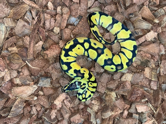 Pastel Enchi Het Desert Ghost 50% Het Clown Ball Python by MOSA Exotics