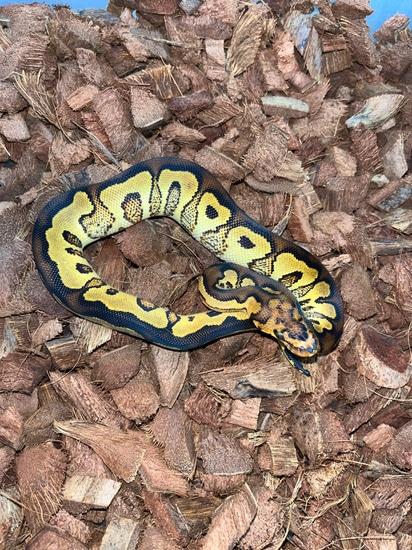 Yellowbelly Clown Ball Python by MOSA Exotics