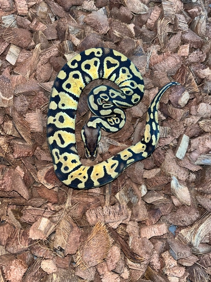 Pastel Het Desert Ghost 50% Het Clown Ball Python by MOSA Exotics