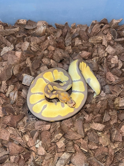 Blade Ultramel Clown Ball Python by MOSA Exotics