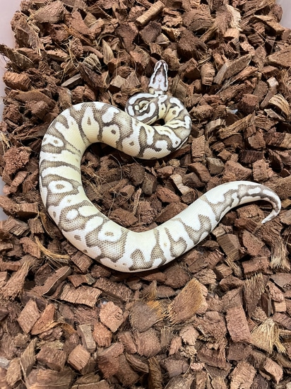 Pastel Fire TSK Axanthic Ball Python by MOSA Exotics