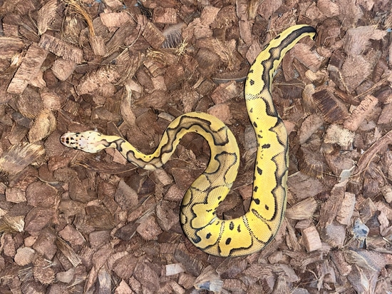 Pastel Blade Clown 66% Het Ultramel Ball Python by MOSA Exotics