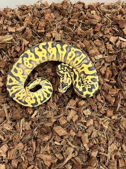Pastel Enchi Leopard Fire Yellowbelly Ball Python by MOSA Exotics