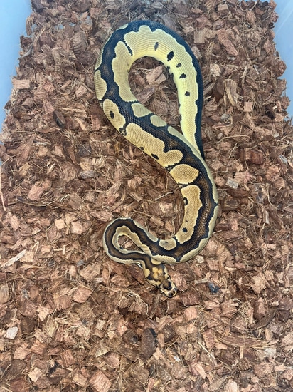 Clown 66% Het Ultramel Possible Blade Ball Python by MOSA Exotics