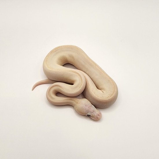 BEL (Lesser/Butter) Pos GHI, Enchi Ball Python by Ballhalla Pythons, LLC