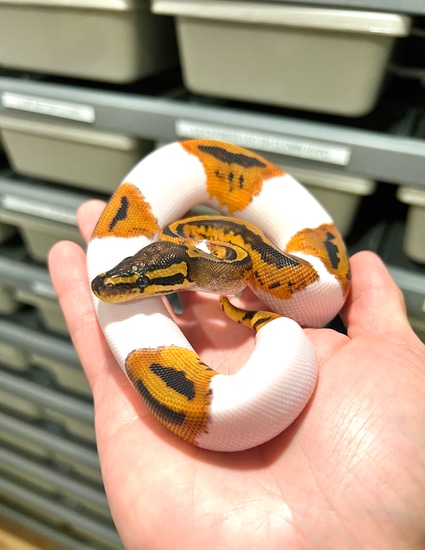 Leopard Piebald 50% Het Clown Ball Python by BallHogReptiles