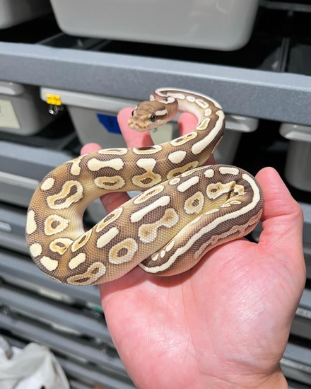 Black Pastel Butter 100% Het Clown Ball Python by BallHogReptiles