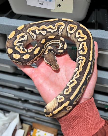 Mojave Black Pastel 100% Het Clown Ringer Ball Python by BallHogReptiles