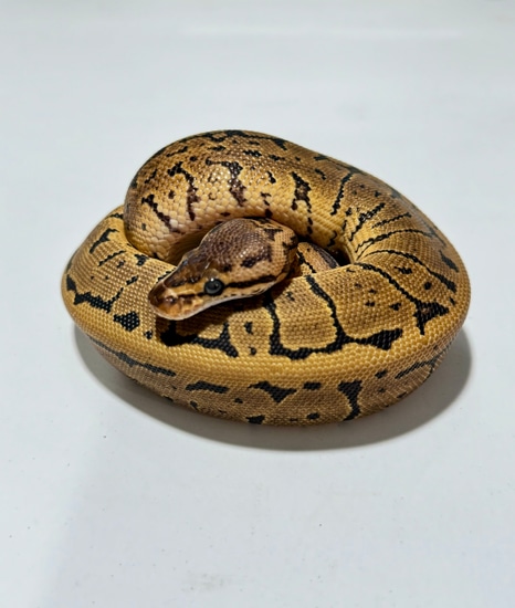 Acid Pinstripe Ball Python by BallHogReptiles