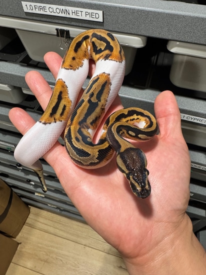 Piebald Het DG Ball Python by BallHogReptiles