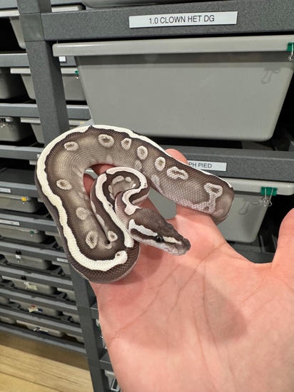 GHI Butter Het Clown Ball Python by BallHogReptiles