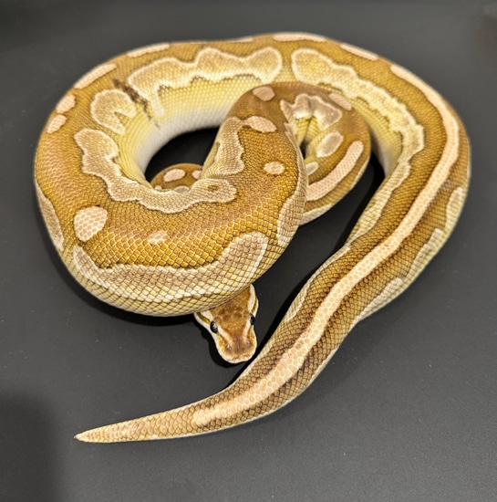 Black Pastel Enchi Butter Ball Python by BallHogReptiles