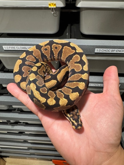 Spotnose Yellow Belly Dh Desert Ghost Clown Ball Python by BallHogReptiles
