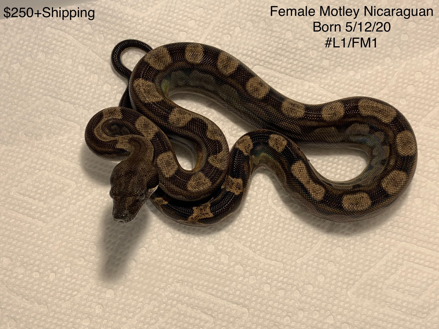 Motley Nicaraguan True Red-tailed Boa Constrictor by Boston Boas2 ...