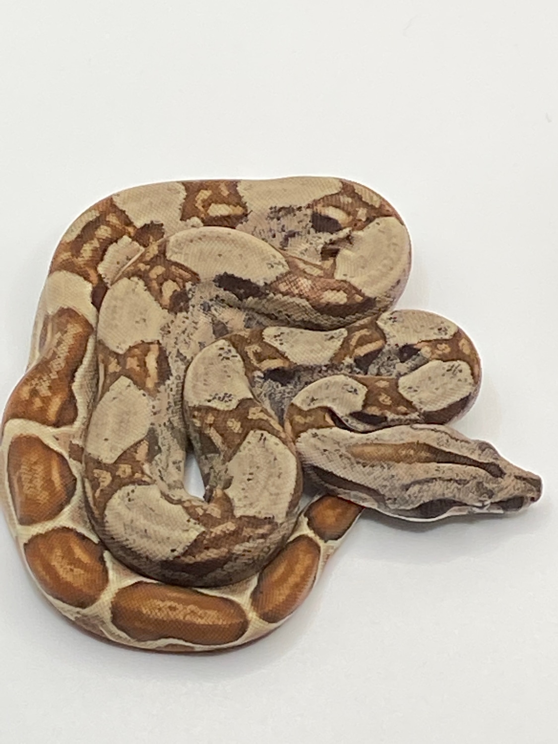 Hypo Jungle Lipstick Line 100% Het Kahl Sunglow Boa Constrictor by ...