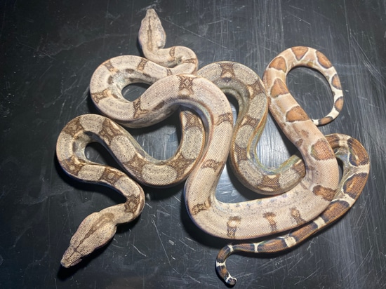 Hybrid Boa Constrictor by Boston Boas2
