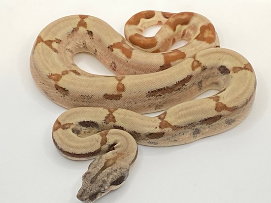 Lipstick Line Orangasm Poss Super Hypo 100% Het Kahl Boa Constrictor by ...