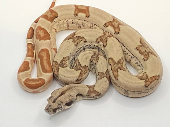 Hypo Lipstick Line Orangasm Jungle Het Kahl Boa Constrictor by Boston Boas2